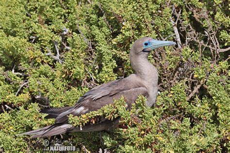 Red Footed Booby Photos Red Footed Booby Images Nature Wildlife Pictures Naturephoto