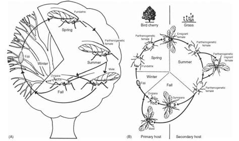 Banana Aphid Life Cycle Vector Life Cycle Banana Free Vectors