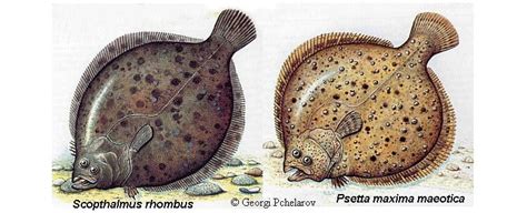 Fish Classification What Phylum Or Class Are They In Earth Life
