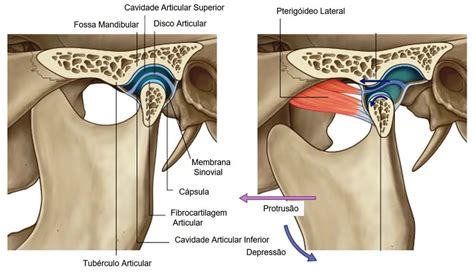 Articulacion Temporomandibular Articulación Temporomandibular