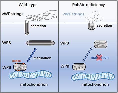 Physical Contacts Between Mitochondria And Wpbs Participate In Wpb