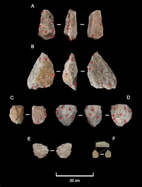 Desert Pioneers How Homo Erectus Mastered Arid Africa Millions Of
