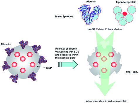 What Is Alpha Fetoprotein Function At Naomi Marshall Blog