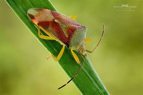 Elasmostethus Interstinctus Insects Macro Photos Nikon D7100