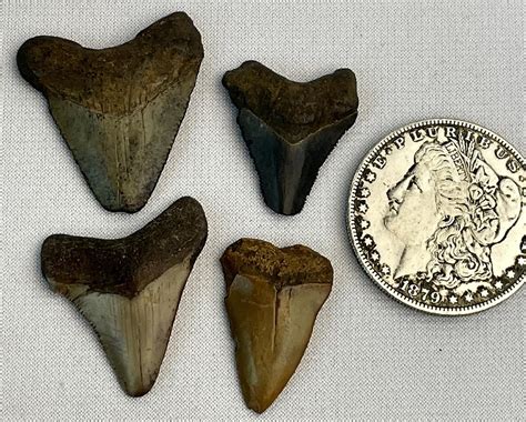 Fake Shark Teeth Real Dinosaur Tooth Fossil Sharks Teeth 3 Authentic