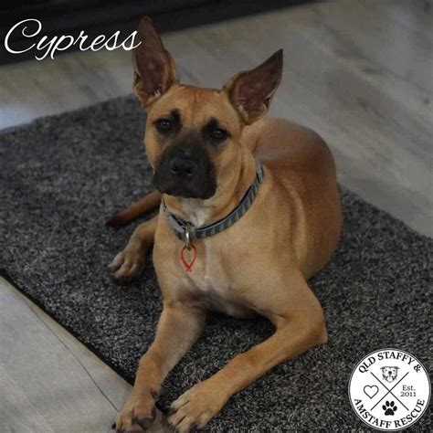 Qld Cypress Is Ready To Steal Your Heart 🐶 Age 10 Months 🩵 Sex