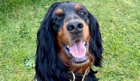 Gordon Setter Cocker Spaniel Mix
