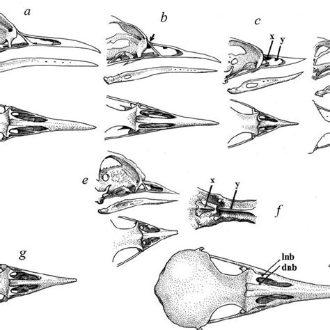 Skulls Dorsal And Lateral Views Of Sclerurus A Geositta B
