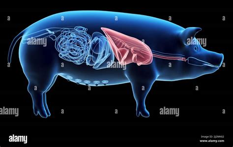 Fetal Pig Lungs Function