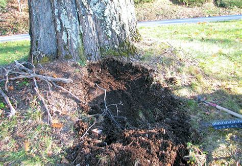 Will Putting Mulch Around A Tree Kill It