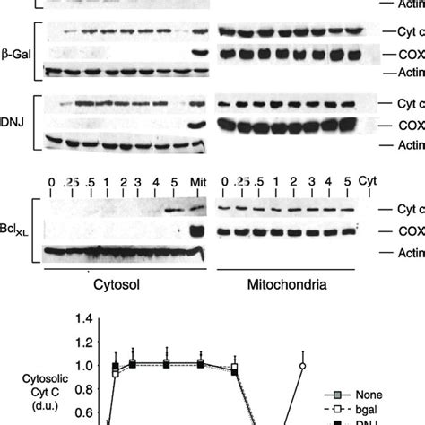 Jun Kinase Activity Has No Effect On The Rate Of No Induced Cytochrome