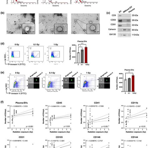 Extracellular Vesicles Evs Are Released From Various Cell Types In