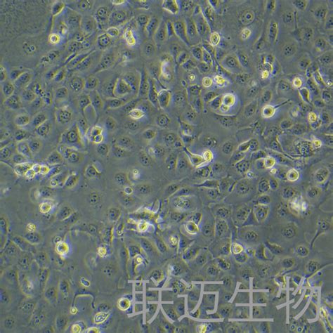 Hce T细胞（角膜上皮细胞）lm8c0865 品牌联迈生物lmai Bio 中国上海 Chemicalbook