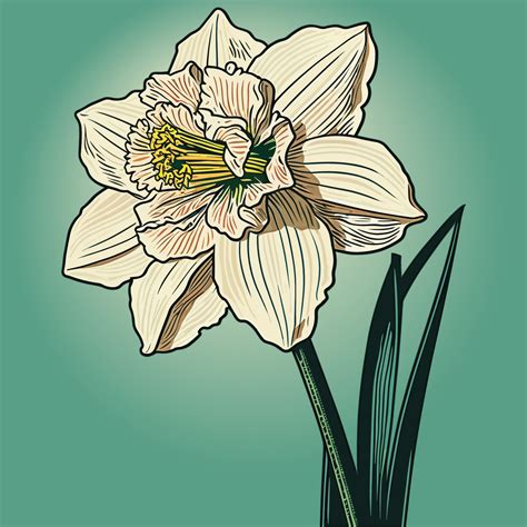 Single White Narcissus Flower