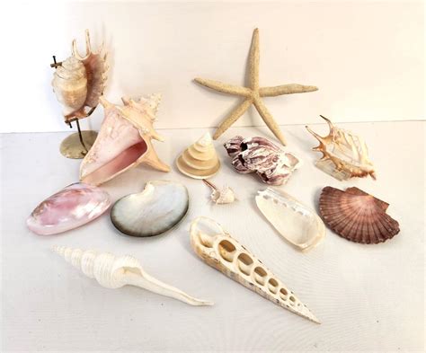 Lot 48 Shell Specimen Collection 13 Pieces