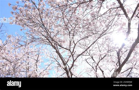 Tilt Of Sakura With The Blue Sky In Japan Sun Flare Cherry Blossom 4k Stock Video Footage Alamy