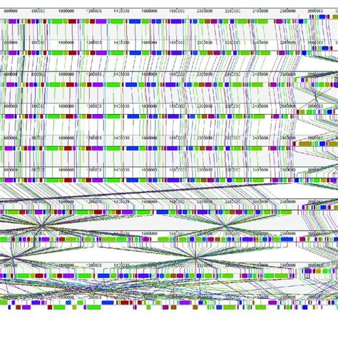 Multiple Sequence Alignments Calculated By Mauve Global Multiple