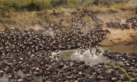 Masai Mara National Reserve Wildebeest Migration Kenya Serengeti N P