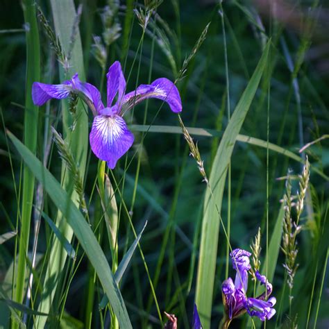 Iris Versicolor Native Gardens Of Blue Hill