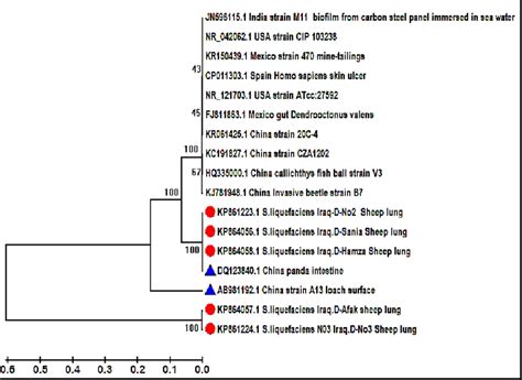 Phylogenetic Tree Using The Upgma Methodthe Evolutionary Distances