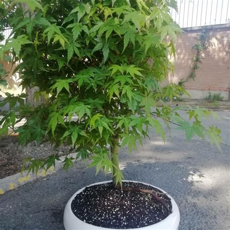 خرید و قیمت بونسای افرا از غرفه پوشاک حجاب اسلامی