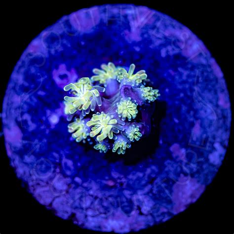 Neon Galaxea Wysiwyg