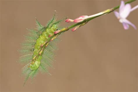 รูปภาพeuthalia เลือกดูภาพถ่ายสต็อก เวกเตอร์ และวิดีโอ154 Adobe Stock