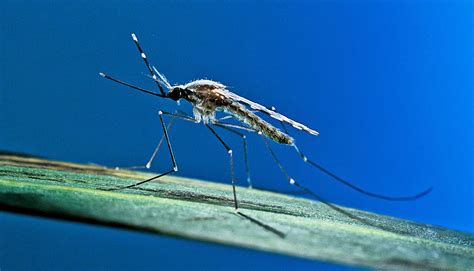Blocking Nutrient Could Stop Malaria Parasite Growth Futurity
