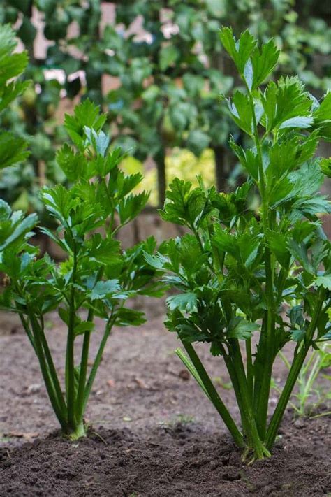 12 Celery Companion Plants For Better Growth Growfully
