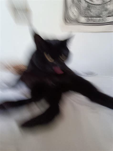 Blurry Picture Of A Cat Rblurrypicturesofcats