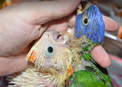 Parrot Breeding Age Macaws Amazons Conures Caiques World Wide Birds