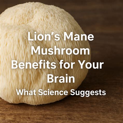 Lions Mane Mushroom Benefits For Your Brain What Science Suggests