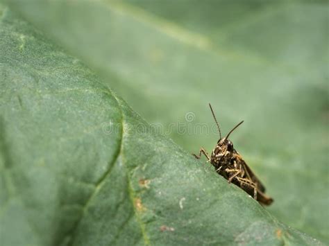 A Small Grasshopper Sitting On A Cabbage Leaf Stock Image Image Of