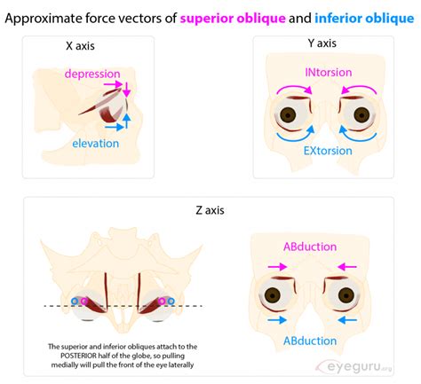 Extraocular Movements Explained Eyeguru