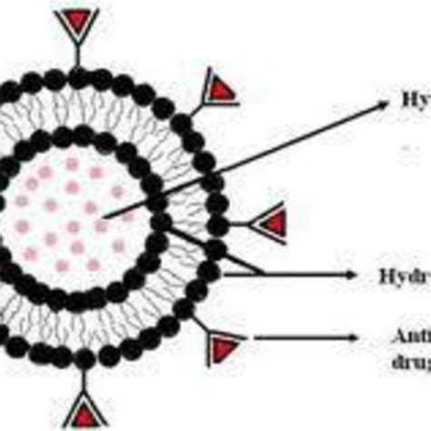 Structure Of Transfersomes Source Chiranjeevi Et Al 2013 Download Scientific Diagram