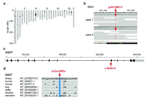 A Missense Variant In The Alanine Glyoxylate Aminotransferase Agxt Download Scientific