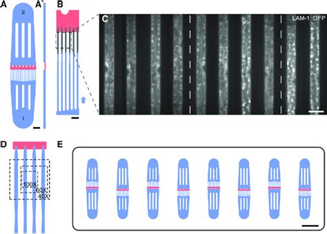 Microfluidic Short Term Imaging Device A Schematic Overview Of A Download Scientific Diagram