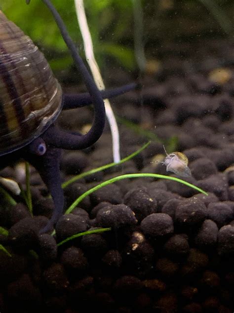 Oh Hello Dad R Aquariums