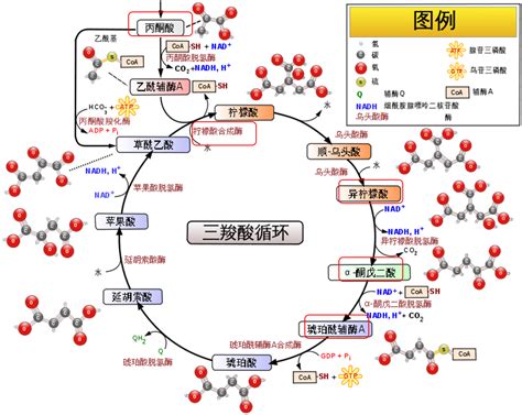 产品解读 还记得那年生物课本中的糖代谢吗？ 企业动态 丁香通