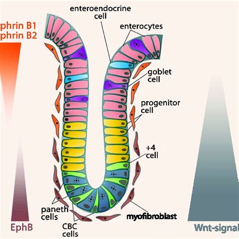 4 Intestinal Crypt Structure And Localisation Of Cell Types Along The Download Scientific