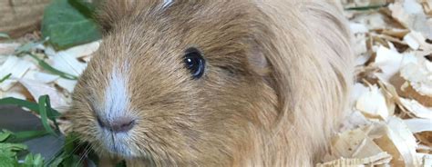 Bumblefoot In Guinea Pigs Pododermatitis Signs And Treatment