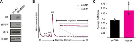 Polysome Profiling Is An Extensible Tool For The Analysis Of Bulk