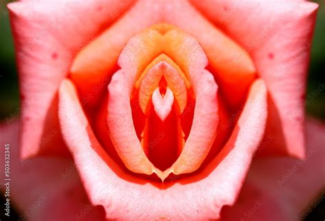 Flower That Looks Like A Vulva At Richard Day Blog