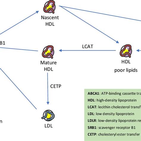 Schematic Representation Of Lipoprotein Structure Download Scientific