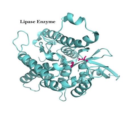 Vai Trò Của Xét Nghiệm đo Hoạt độ Lipase Trong Chẩn đoán Bệnh Lý Tuyến Tụy