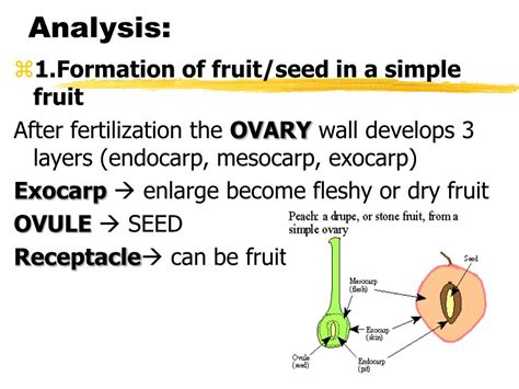 ppt classification fruits powerpoint presentation free download
