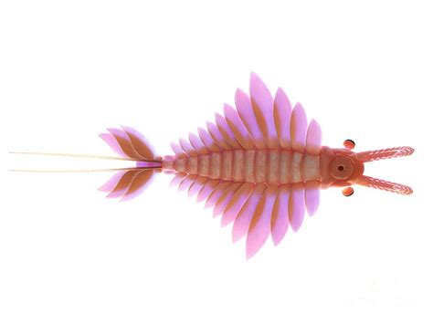 Anomalocaris Photograph By Sebastian Kaulitzkiscience Photo Library Pixels