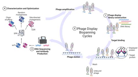 Phage Display Antibody Discovery