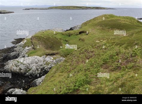 Benbecula Holt Washing Pool Otter Otters Mustelid Mustelids Carnivore Carnivores Mammal Mammals