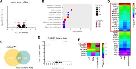 Transcriptomics Of Sglt2 Positive Early Proximal Tubule Segments In Mice Response To Type 1